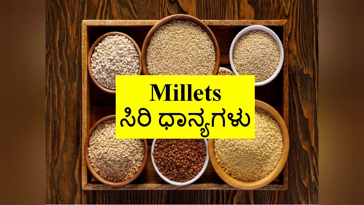 Identify Millets in Kannada | Agriculture & Veterinary Practical Exam ...