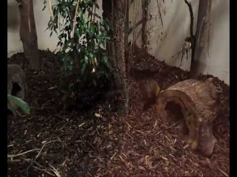 Crazy Red-rumped Agouti (Goldaguti)