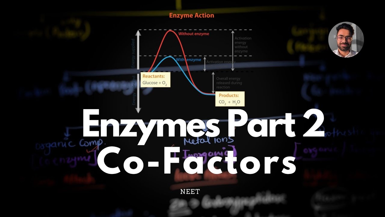 Enzymes Part 2 Co factors: The Helping Hands of Enzymes (NCERT ...