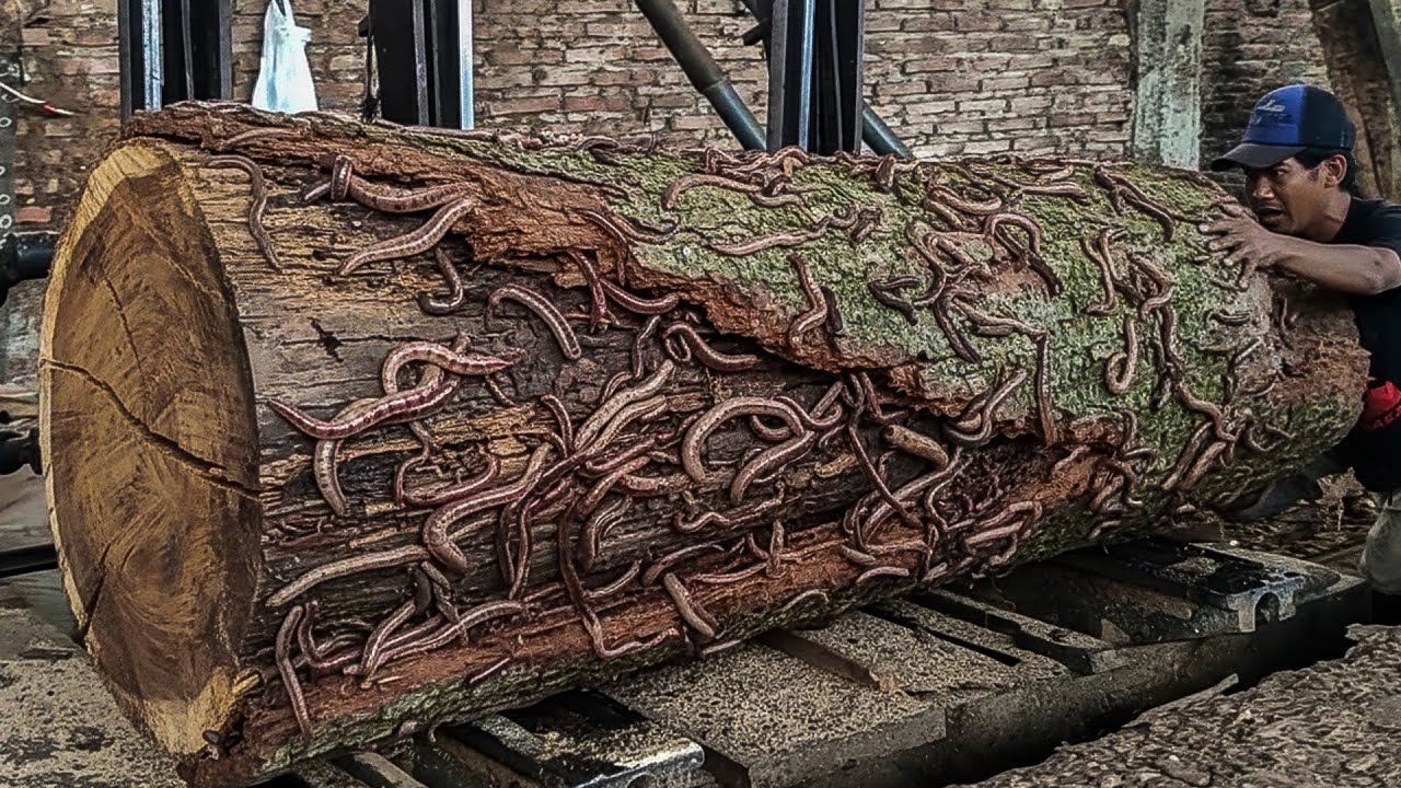 Goosebumps all over your body seeing the wood from the most haunted ...