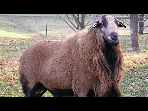 USA’s Hardiest Sheep Breeds - Built for Tough Terrain!