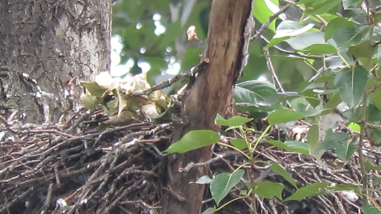 05/28/19 Red-Tail Eyases in Nest @ 350 S 38th Ct Renton Wa 3709-124 ...