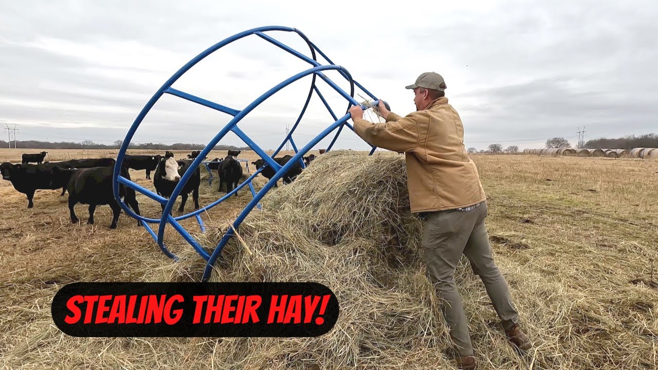 I had to rob their hay! - YouTube