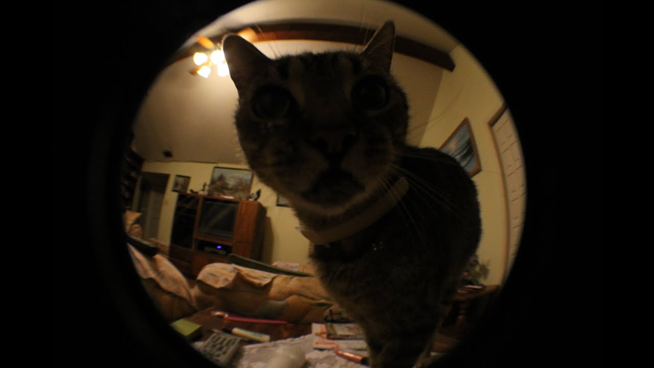 Trouble the Cat Vs the Fisheye Lens - YouTube