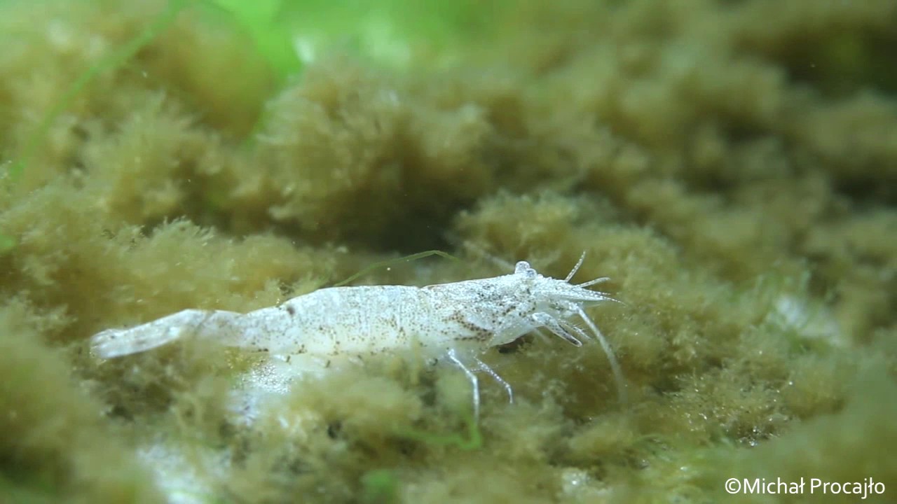 Garnela - Crangon crangon - Common Shrimp - YouTube