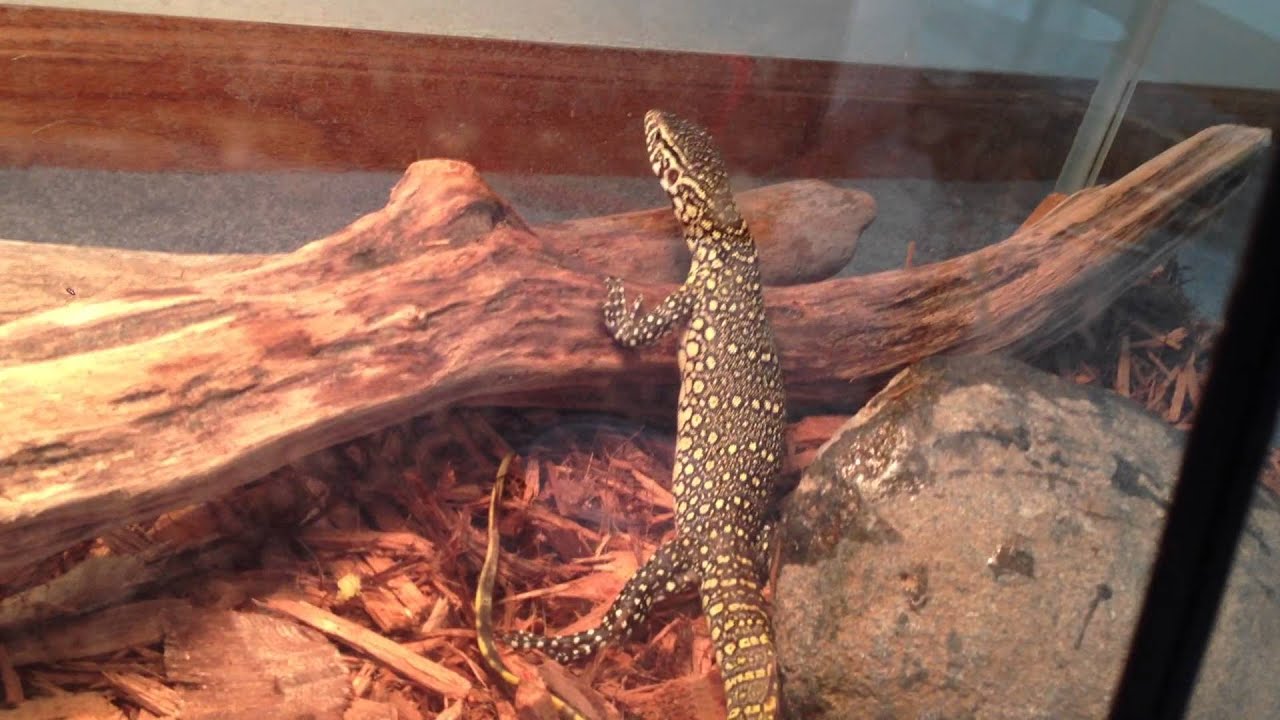 Nile Monitor Full Grown