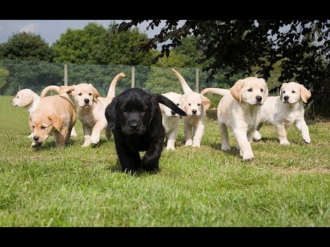 Gerçek Havlayan Yavru Köpek Sesi, Köpek Havlaması , Dogs Barking