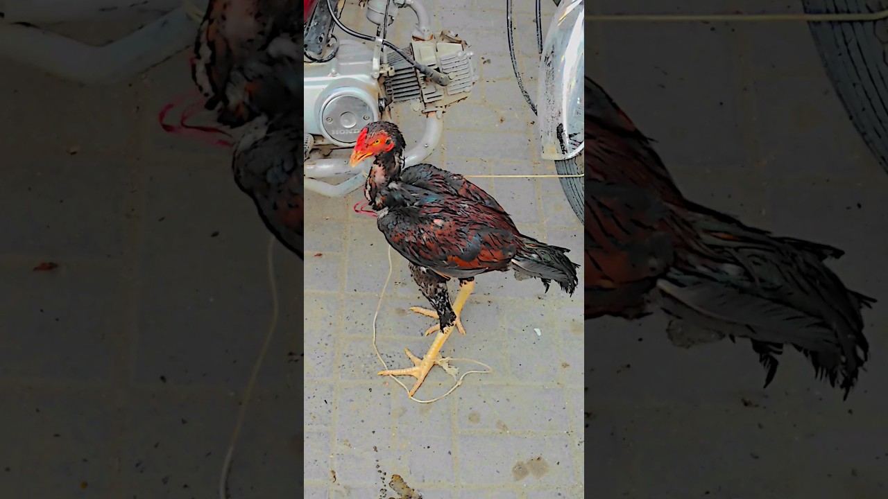 aseel murga #aseel #murga #rooster #bird - YouTube
