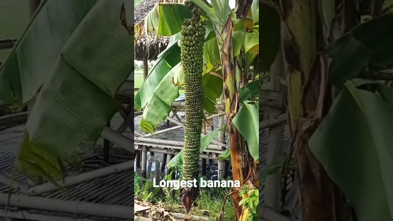 Longest Banana - YouTube