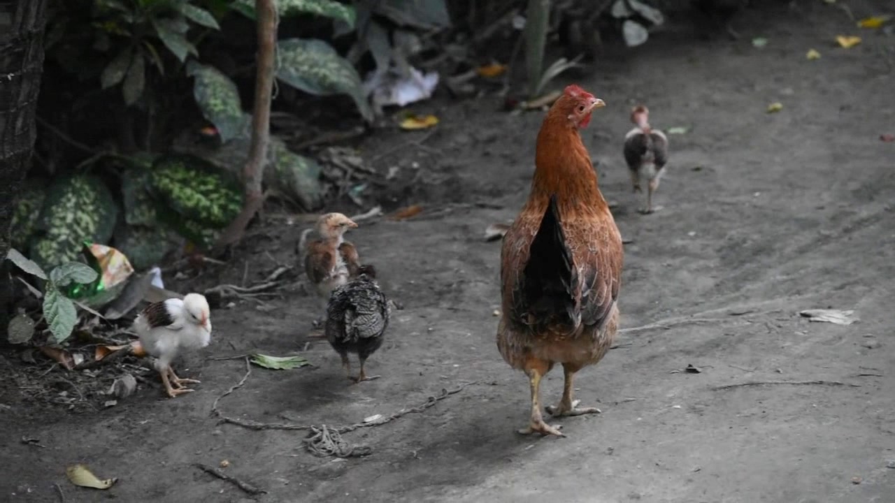 Most popular Bangladeshi hen/ সকলের প্রিয় বাংলাদেশী মুরগি/দেশী মুরগি ...