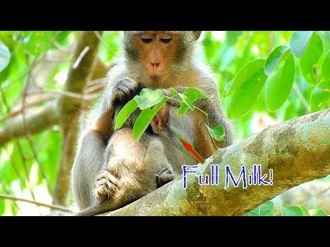 Mom Anna Nursing and feed Alba till full, Mom Anna Lure baby Alba till ...
