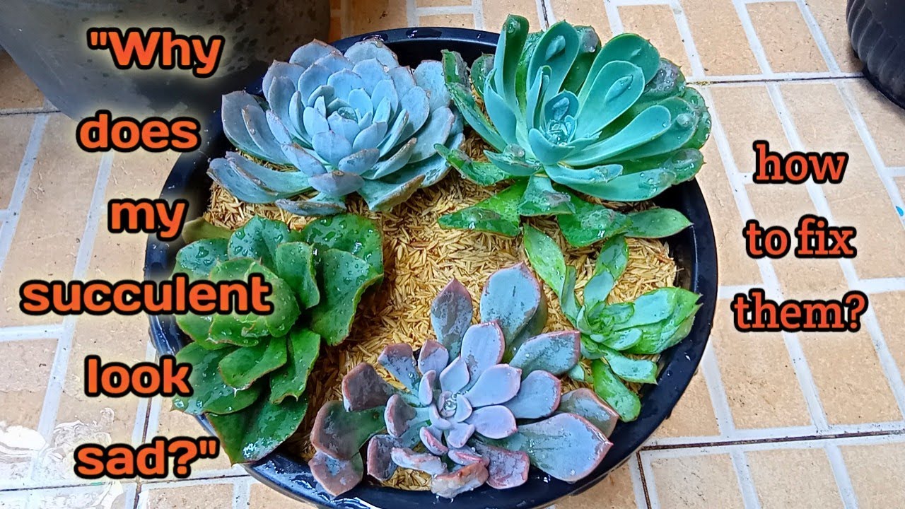 #252 How to Fix a Sad Succulents l Echeverias Succulents l Succulent ...