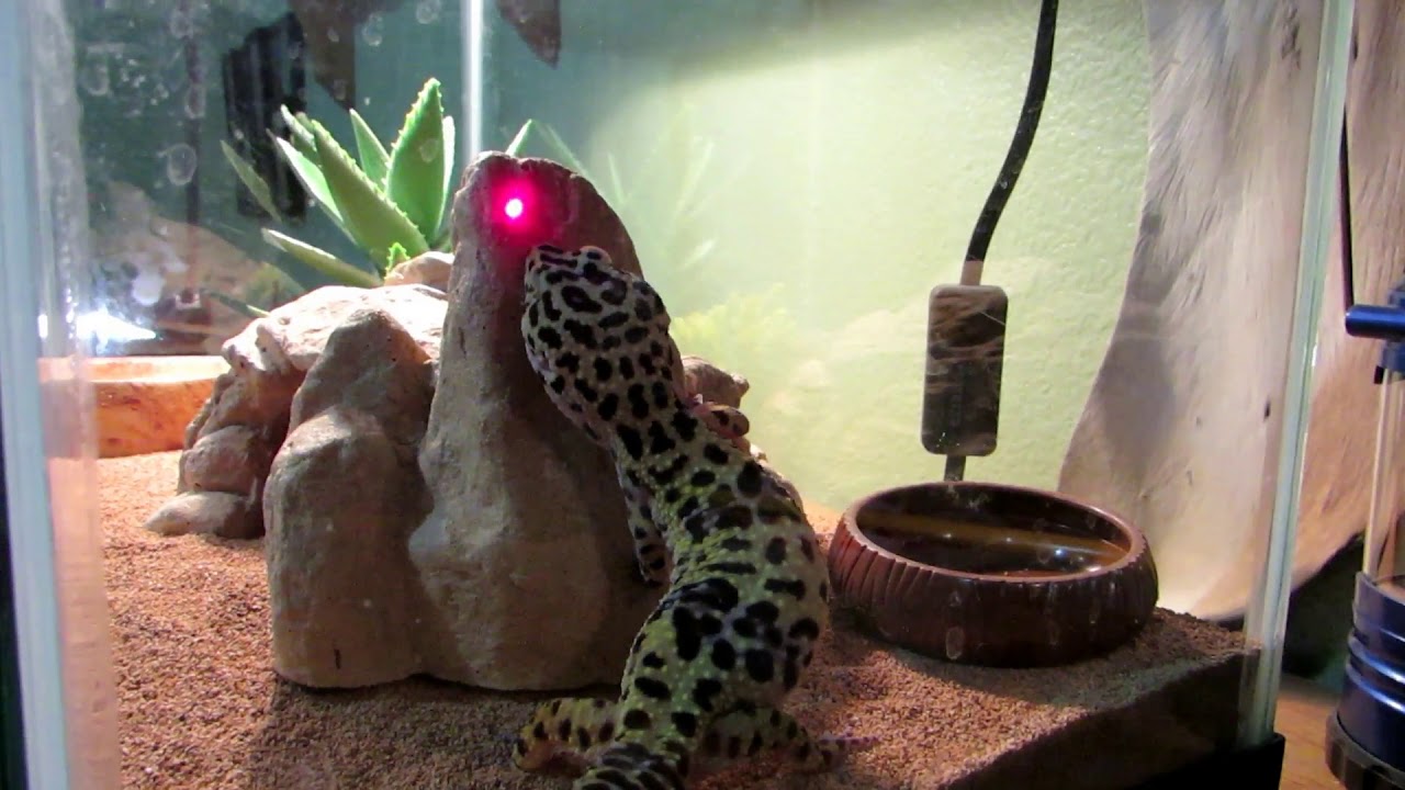 The Lizard and The Laser Pointer - YouTube