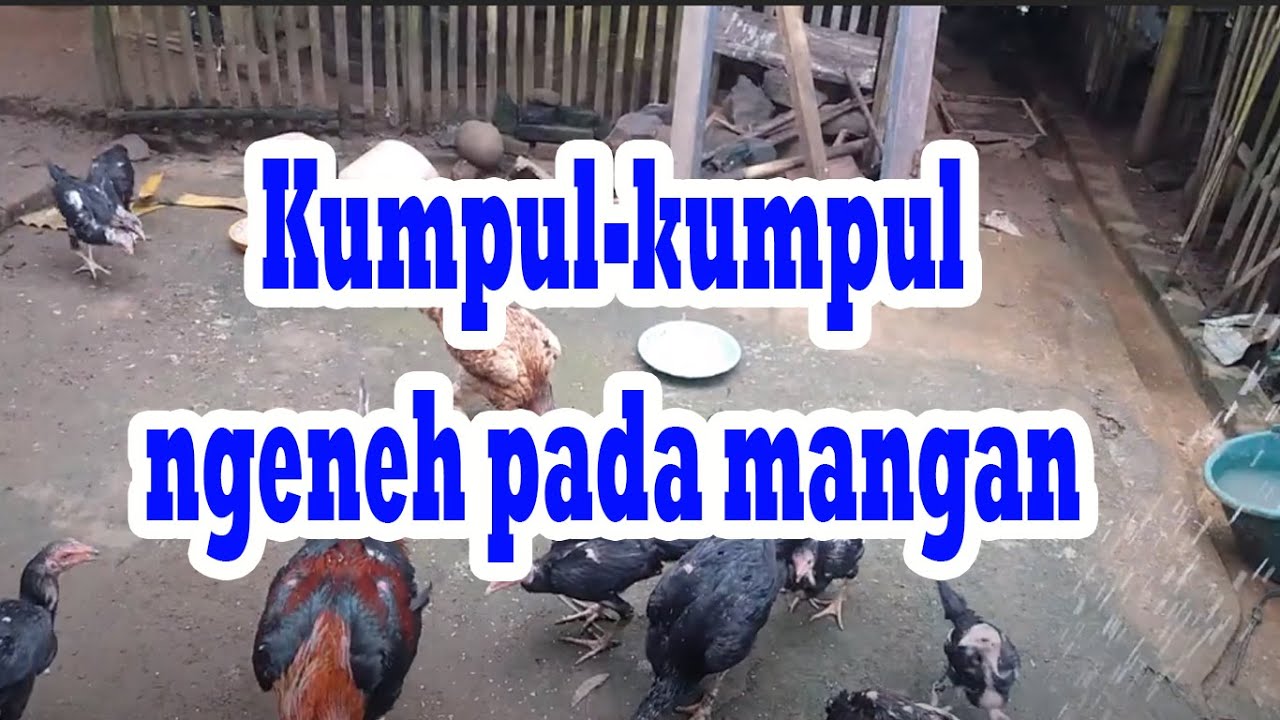 AWEH EMPAN AYAM NGANGO SEGO AKING (nasi yang di keringkan) - YouTube