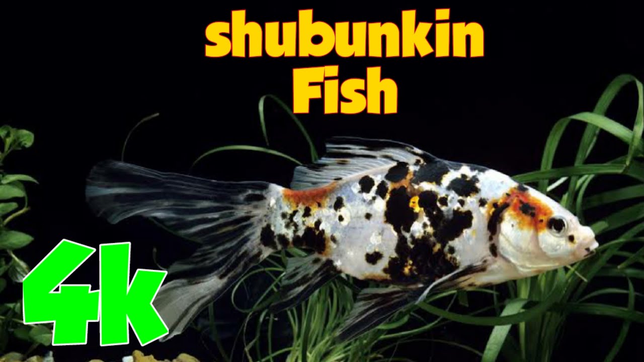 shubunkin Fish (4K) - YouTube