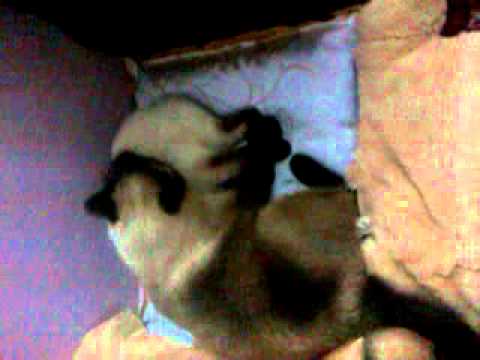 bebicha et minette - YouTube