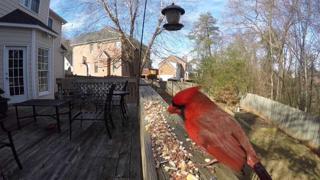 Backyard Birds-North Carolina - YouTube