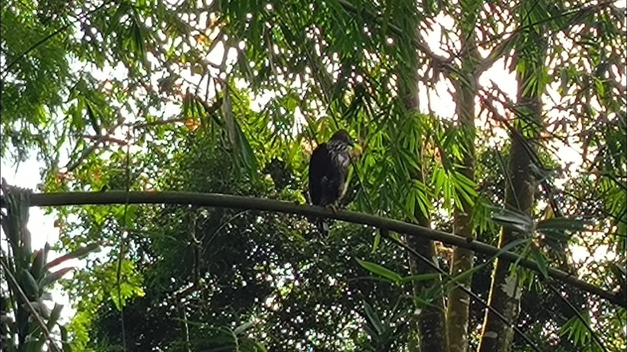 Live !! Tangkap Burung Elang Terbang - YouTube