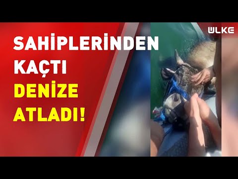 Sahiplerinin kovaladığı kurbanlık, Haliç’te denize düştü.