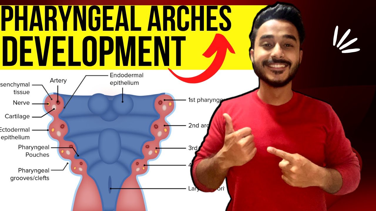 pharyngeal arches development embryology | development of pharyngeal ...
