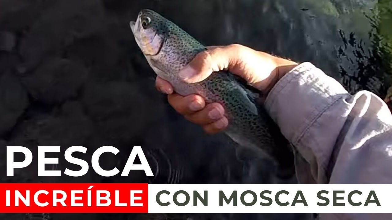 PESCA CON MOSCA SECA, 🏆 (MIRA EL VÍDEO) 🎣🐟 PESCANDO, TRUCHAS 🐟🎣🎣 - YouTube