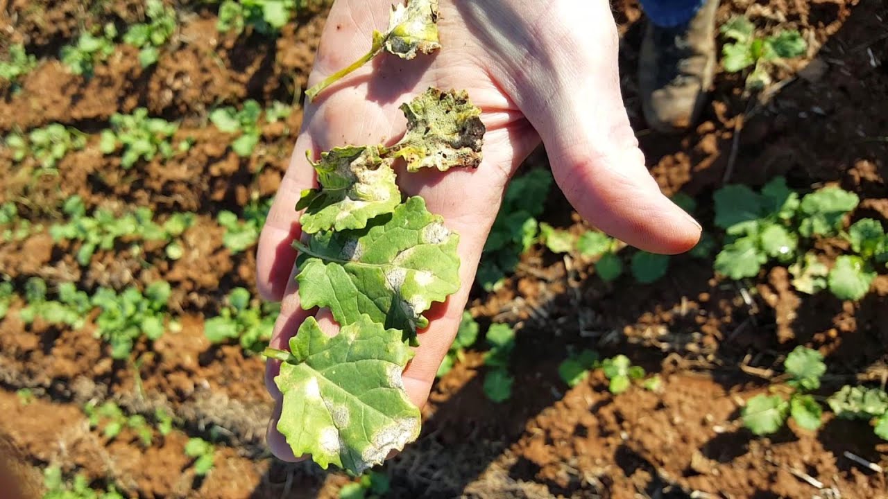 What's causing severe early blackleg? Implications and management with ...