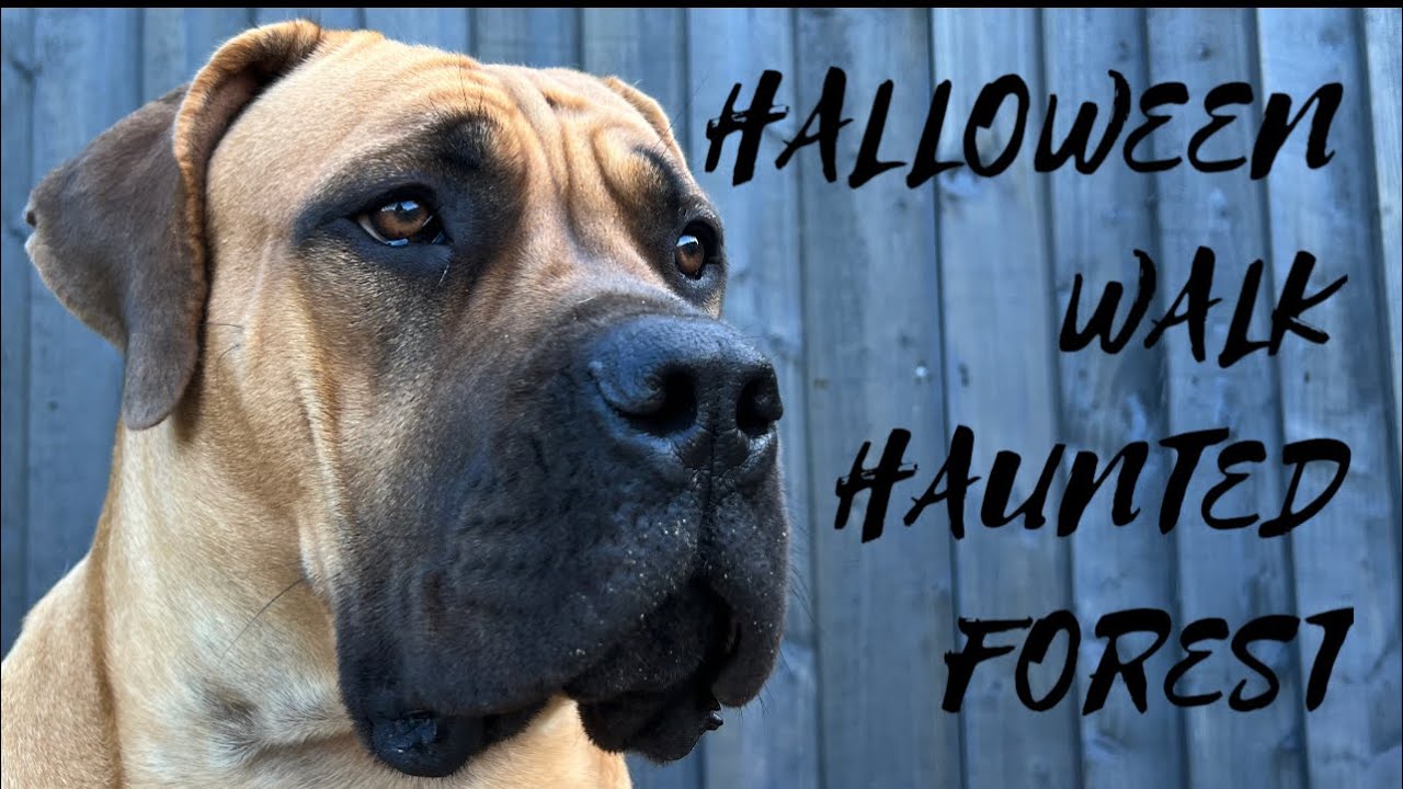 Halloween Haunted Dog Walk SOUTH AFRICAN BOERBOEL DAISY DUKE (35) - YouTube