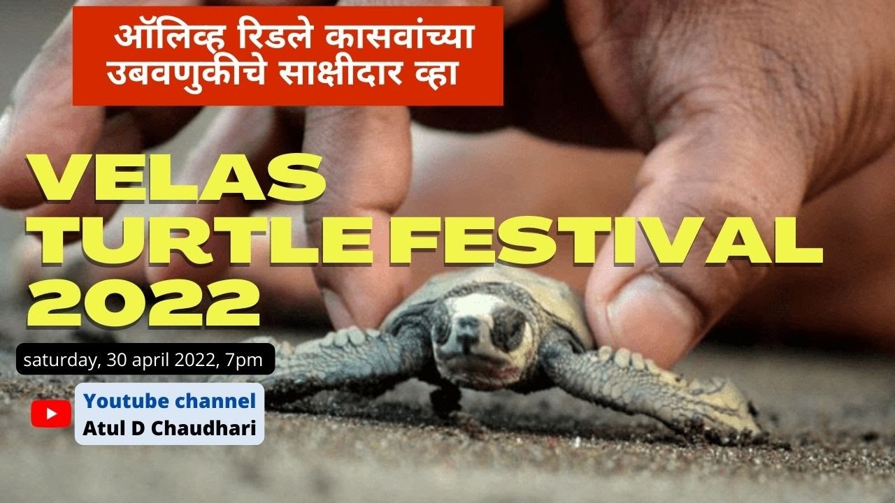 Experience the Magic of Velas Olive Ridley Turtle Festival 2022: Konkan ...