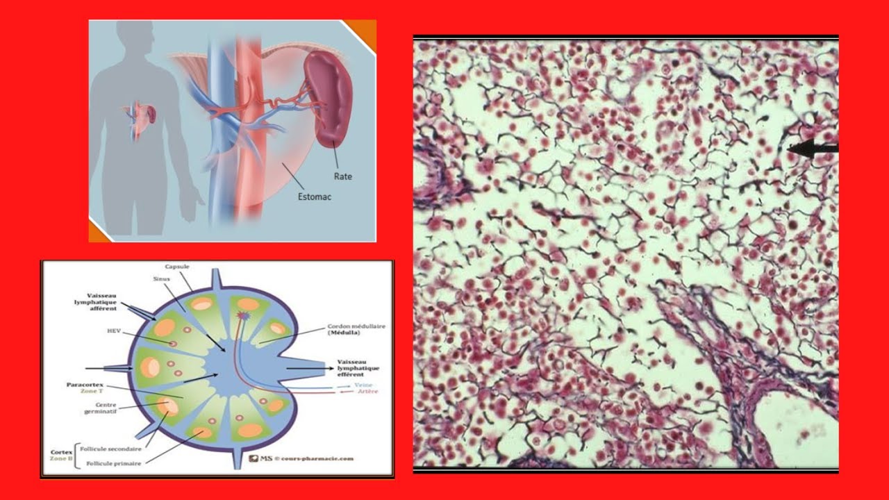 Histologie des organes et des tissus lymphoïdes - YouTube
