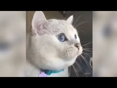 KUCING NGOMONG LUCU banget dan bikin gemes#cats - YouTube