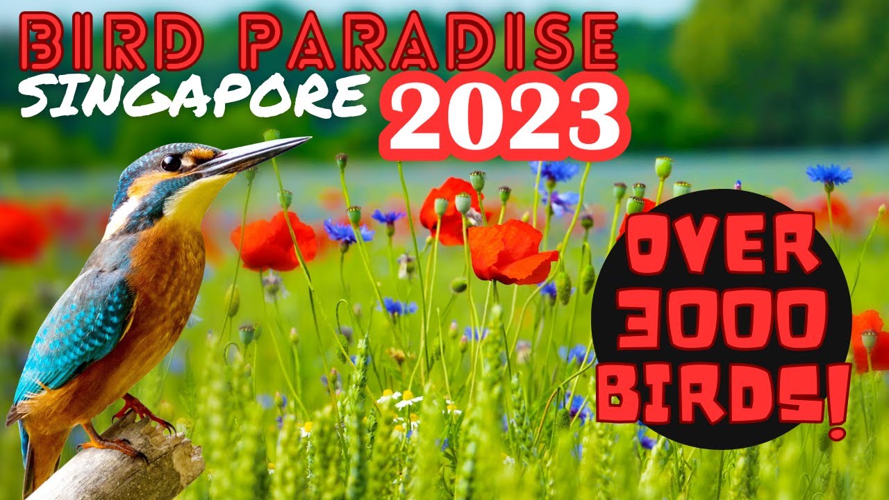 SG Bird Paradise 2023 (Over 3000 Birds!) - YouTube