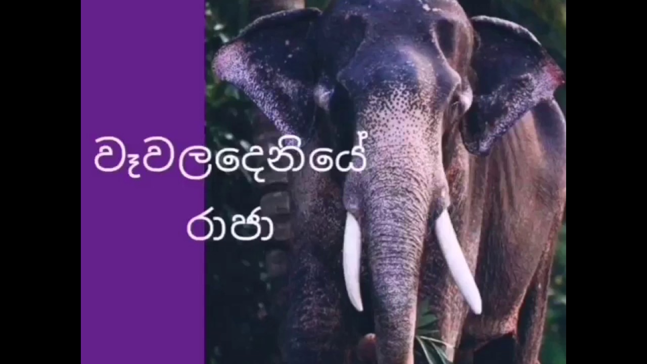 වෑවලදෙනියේ රාජා ඇතා ( wewaladeniye Raja tusker ) - YouTube