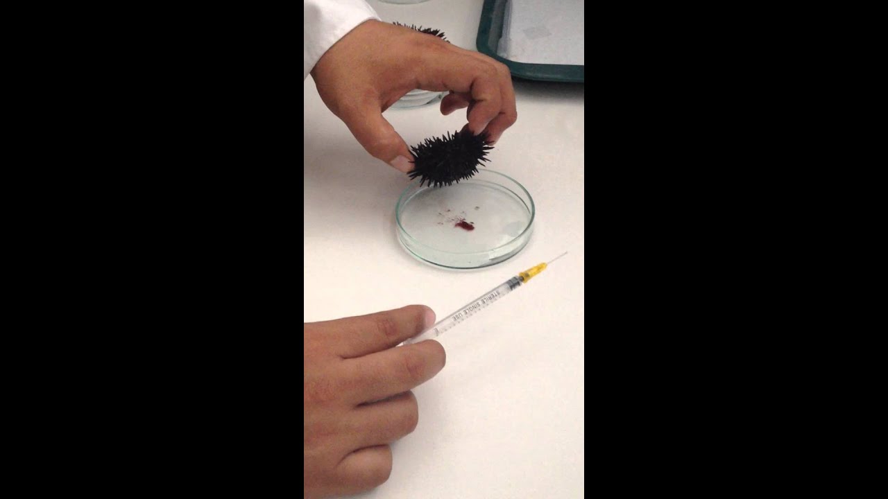 REPRODUCCION ASEXUAL DE UN ERIZO DE MAR - YouTube