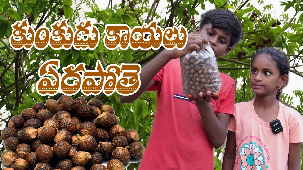 Kunkudukai // Soap Nut // Sapindus Mukorossi // VINARGHYA Areetha ...