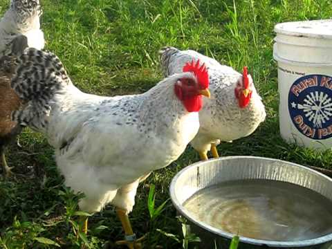 Delaware Rooster #35 - 14 weeks old - YouTube