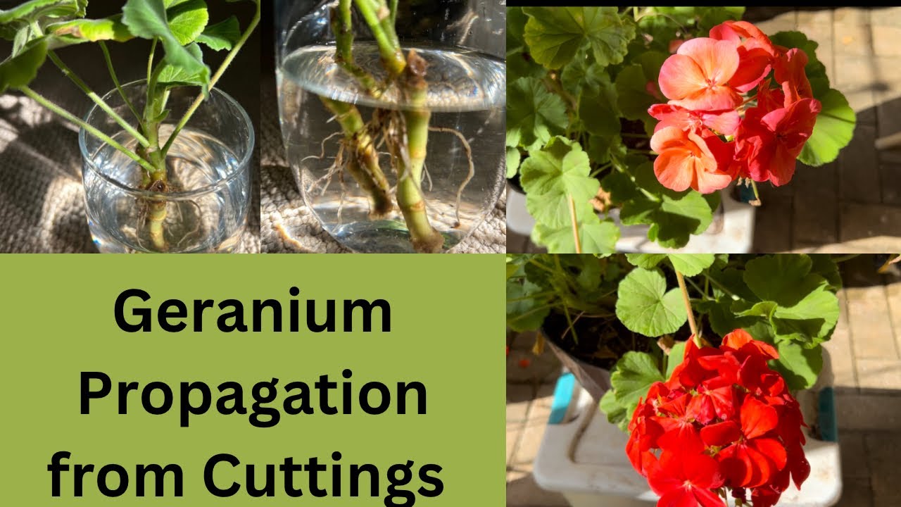 Propagation of Geranium Plant from Cuttings | How to Root Geranium ...
