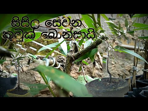 Bonsai Design ( kubuk tree) - YouTube