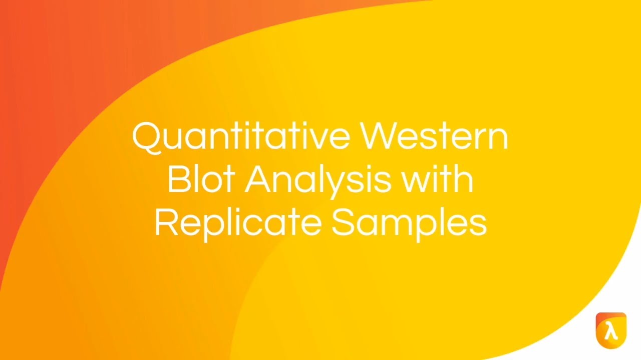 Biological Replicates | Quantitative Western Blot Analysis with ...