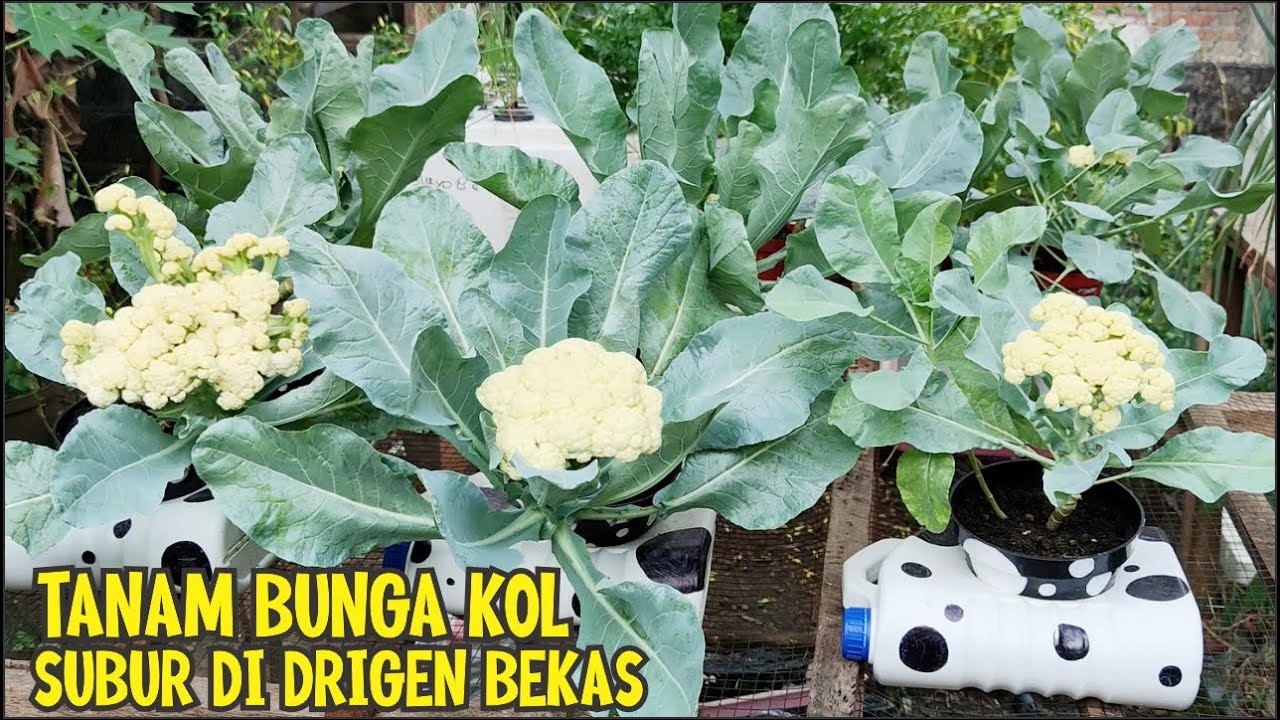 Menanam Bunga Kol Dari Biji Sampai Panen Di Drigen Bekas | Dataran ...