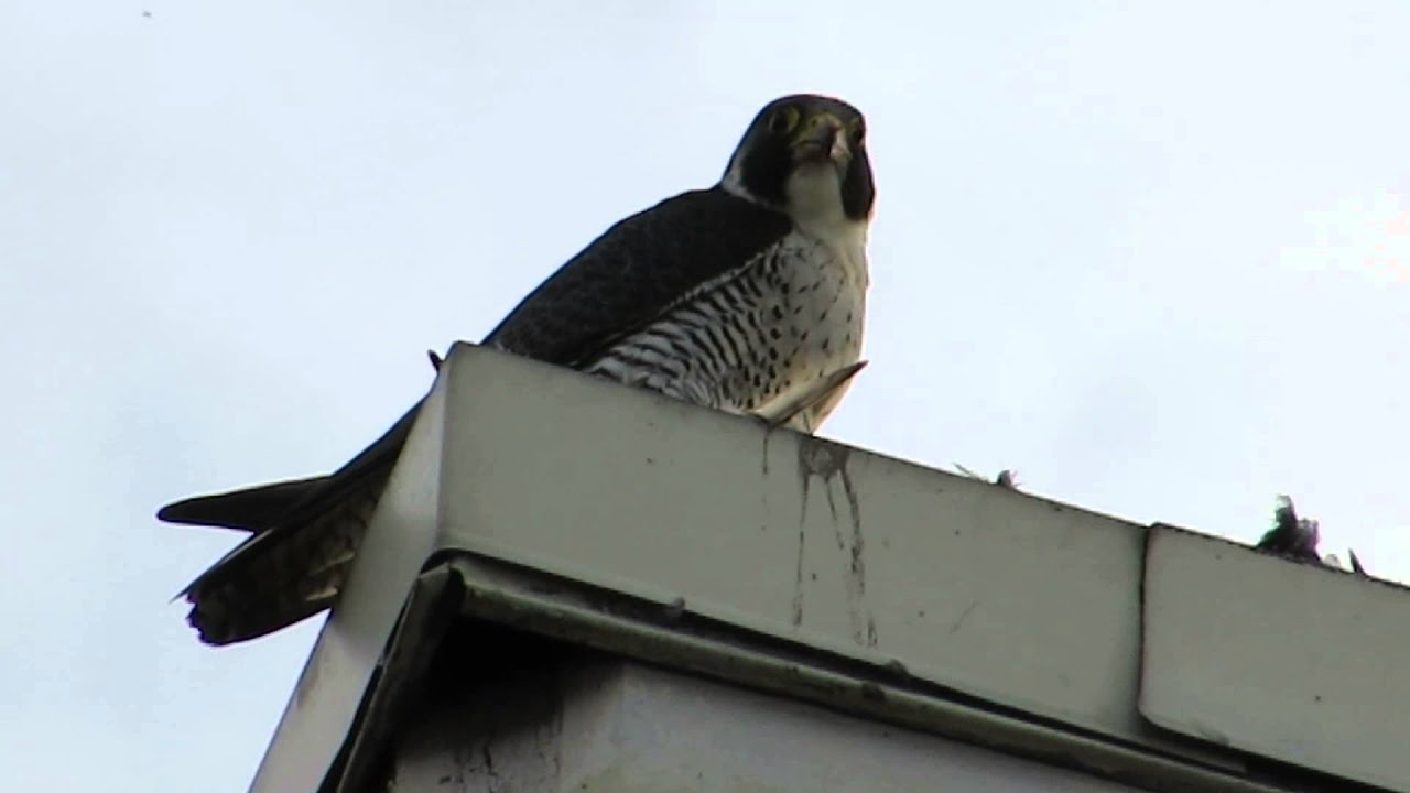 02/12/15 RHM Tiercel Peregrine Falcon Eating A Pigeon On Bld. Kent, Wa ...