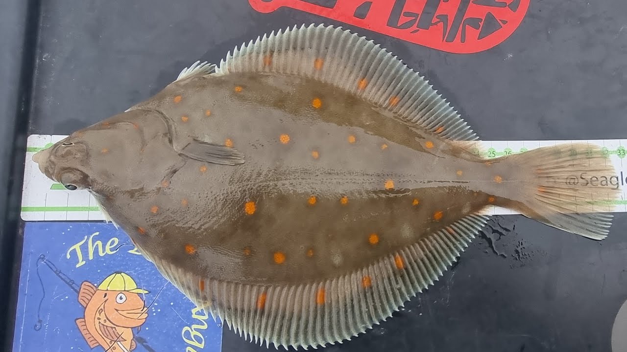 January plaice fish in Brighton sea fishing uk - YouTube