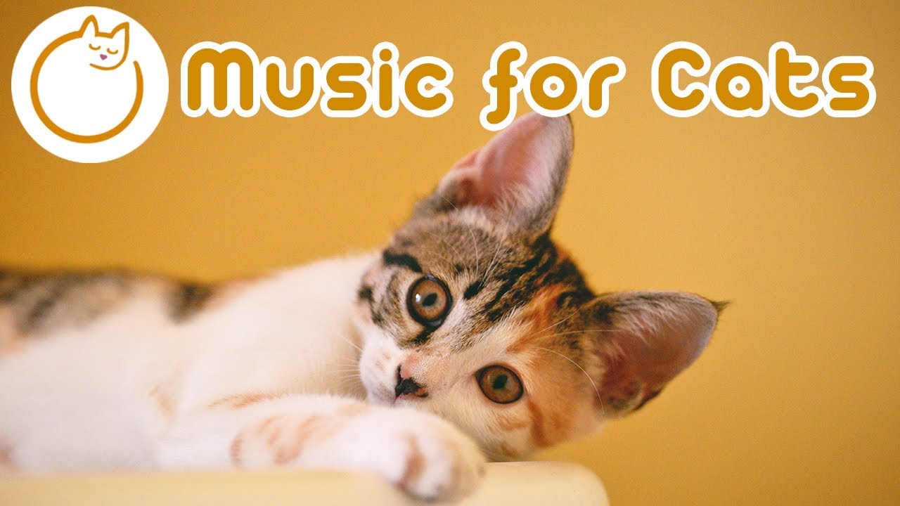 EXTREMELY Soothing Cat Relaxation Music - 9 HOURS! - YouTube