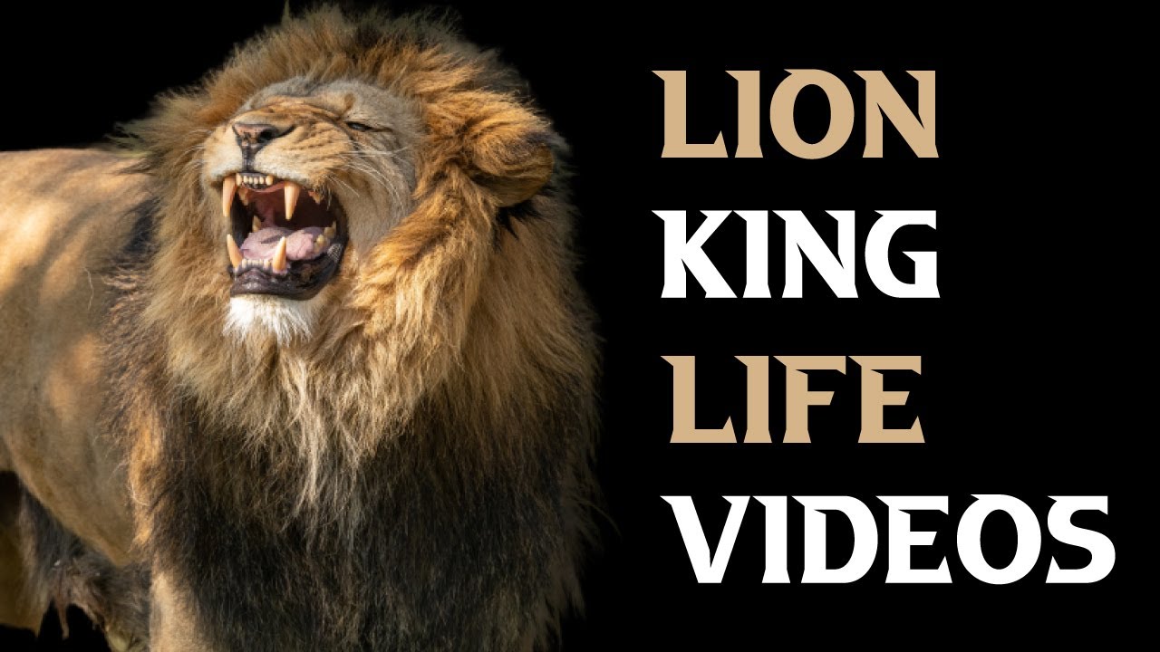LION VIDEOS - YouTube