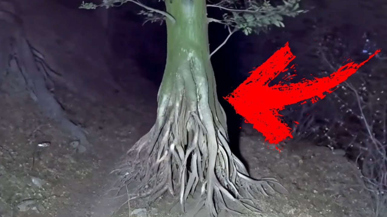The Walking Tree! Real Life Creepypasta Sighting! - YouTube