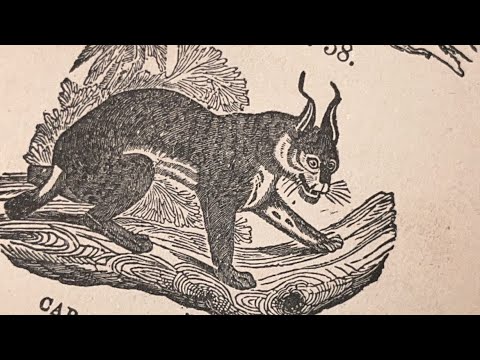 Reading Buffons Natrual History (Late ~1700s / 1800s) Section on ...