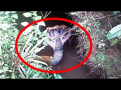Mysterious Creatures Caught On Camera - YouTube