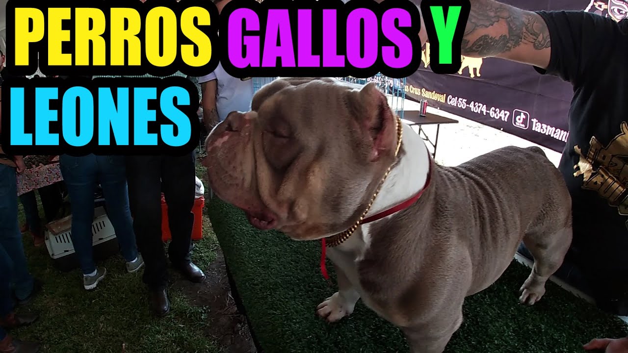 Expo venta de perros exóticos Gallitos miniatura leones y tigres - YouTube