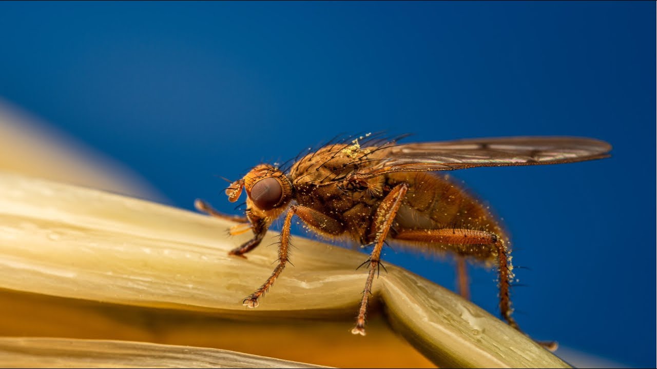 More Than 50 Spices Of Insects।Relaxing Music - YouTube