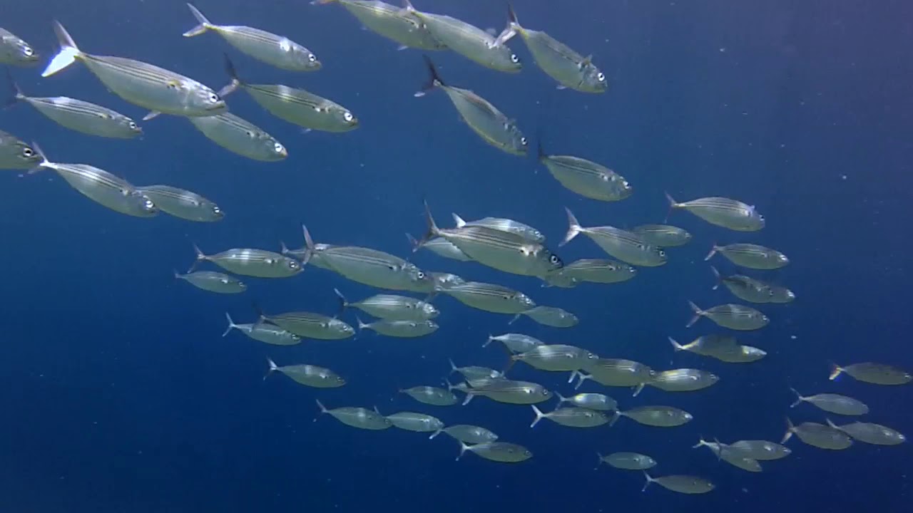 Open water diver Tom Abyss Amed Bali Indonesia - YouTube