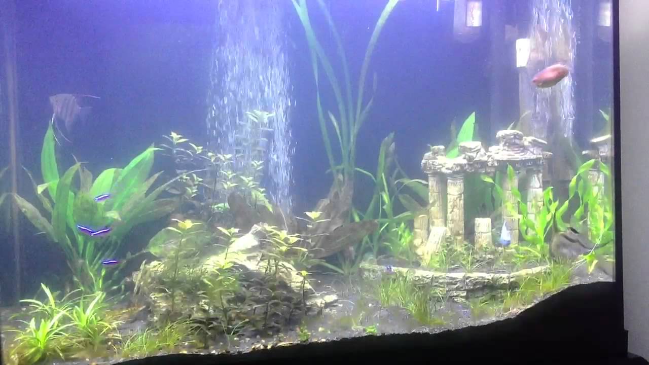 Big angelfish getting too aggressive - YouTube